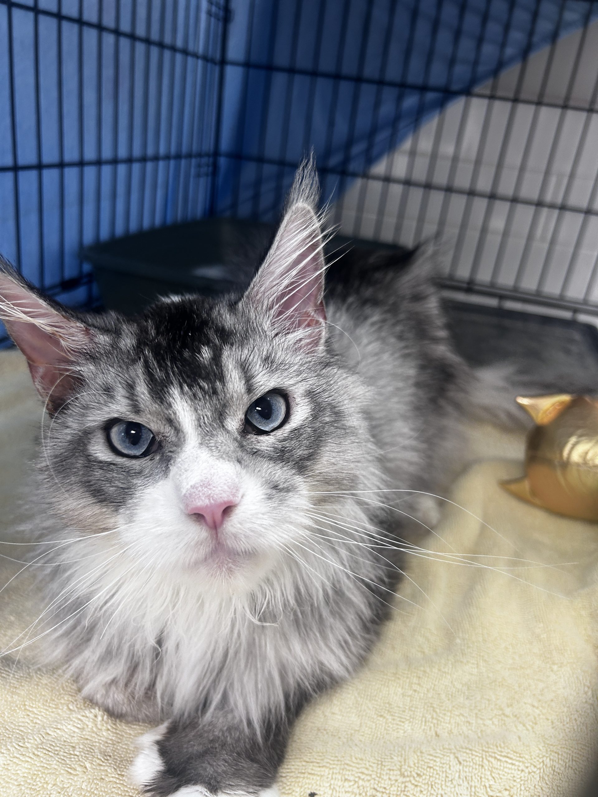 Bailey & Charlie Need Your Help - Lakefield Animal Welfare Society ...